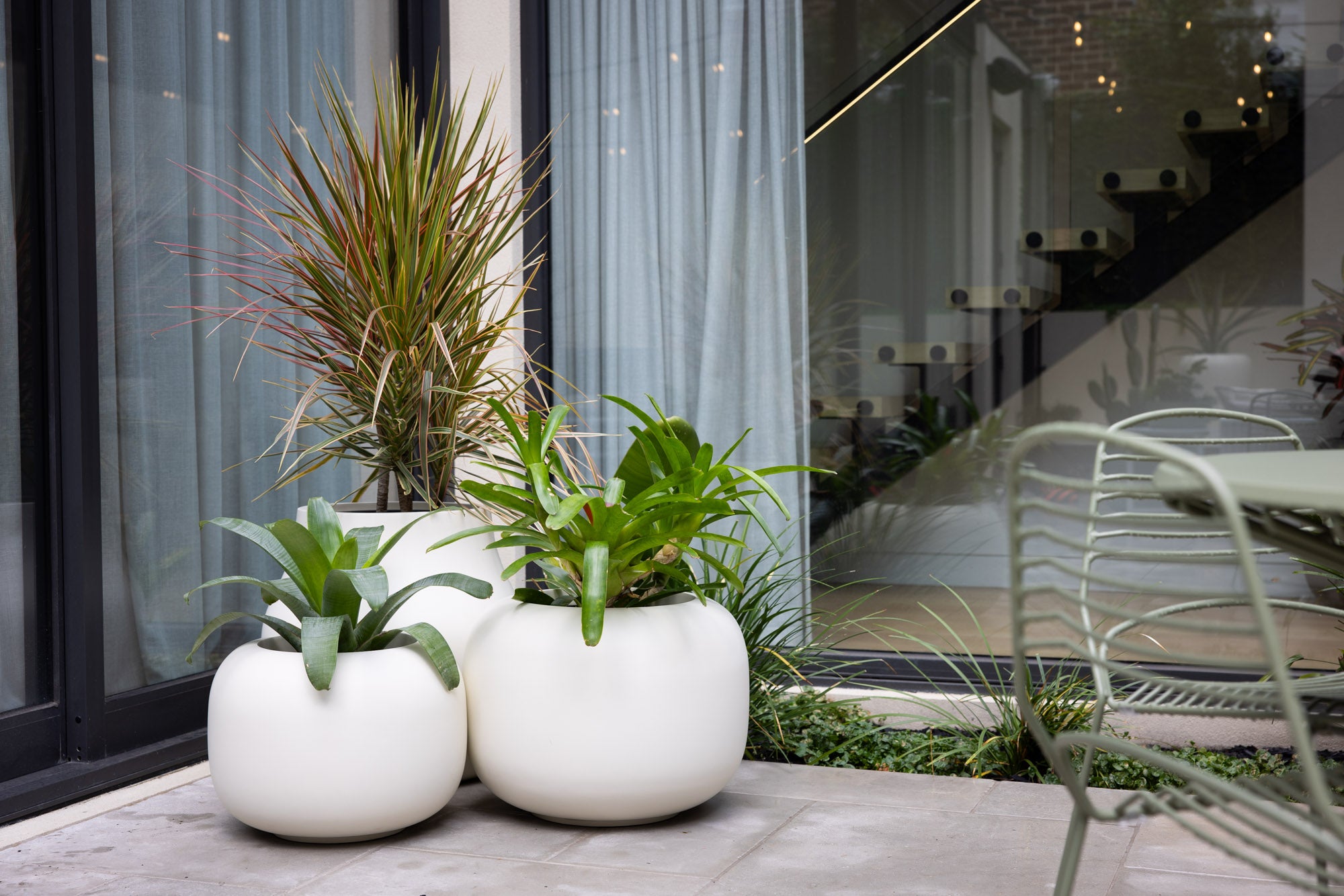 Bongo One – O2 Plantscaping