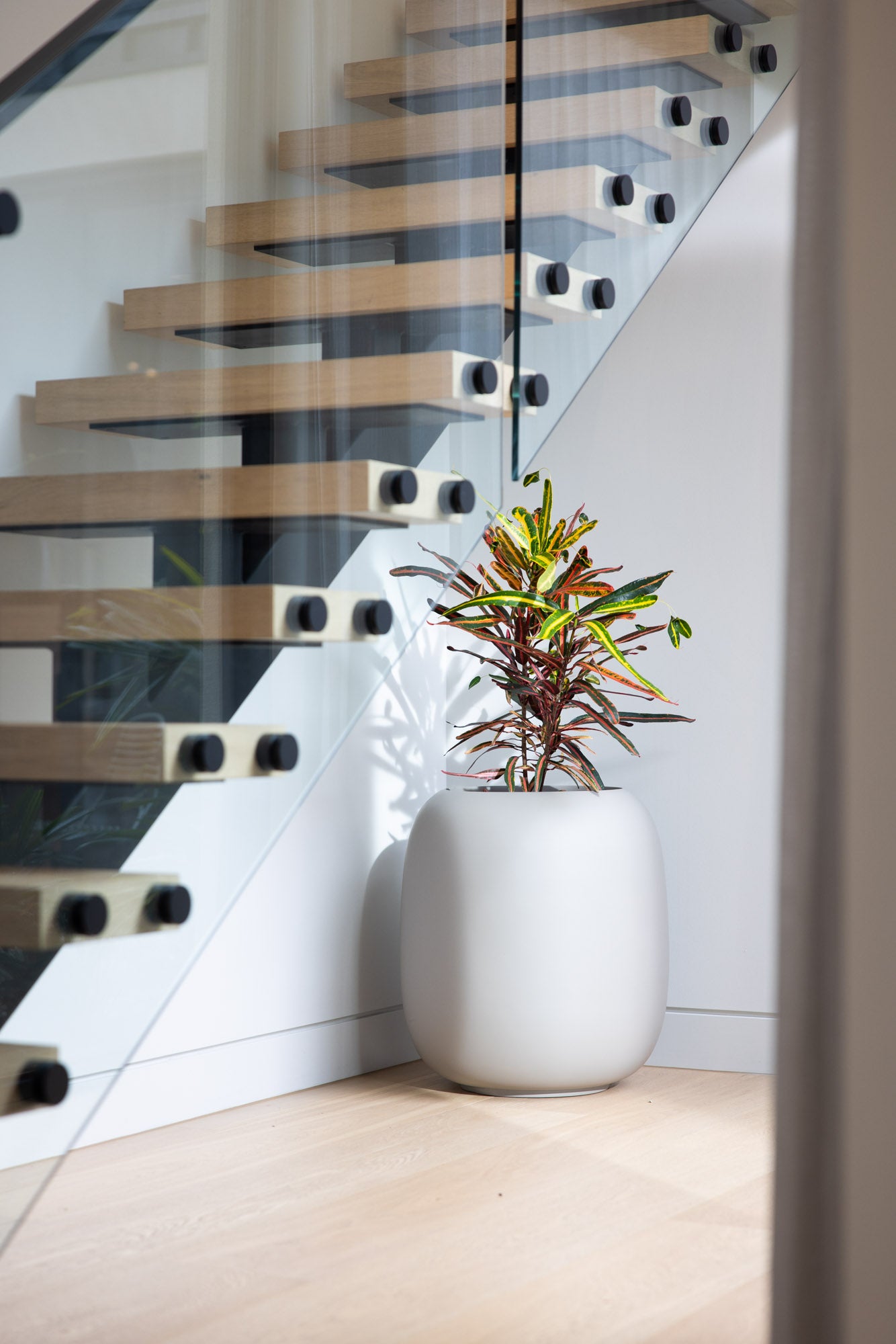 Bongo Two – O2 Plantscaping